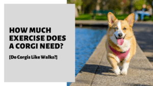 How Much Exercise Does A Corgi Need? [Do Corgis Like Walks?]
