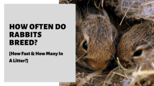 How Often Do Rabbits Breed? [How Fast & How Many In A Litter?]