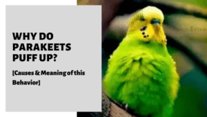 Why Do Parakeets Puff Up? [Causes & Meaning of this Behavior]