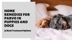 [4 Best] Home Remedies for Parvo in Puppies and Dogs