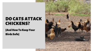 Do Cats Attack Chickens? [And How To Keep Your Birds Safe]