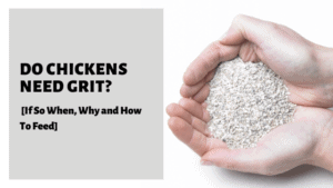 Do Chickens Need Grit? [If So When, Why and How To Feed]