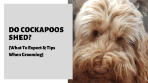 Do Cockapoos Shed? [What To Expect & Tips When Grooming]