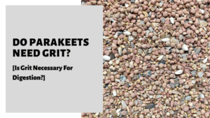Do Parakeets Need Grit? [Is Grit Necessary For Digestion?]