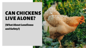 Can Chickens Live Alone? [What About Loneliness and Safety?]