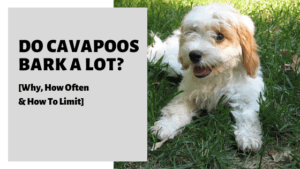 Do Cavapoos Bark A Lot? [Why, How Often & How To Limit]