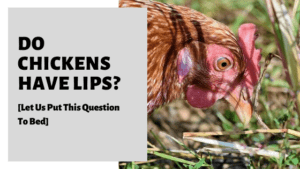 Do Chickens Have Lips? [Let Us Put This Question To Bed]