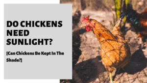 Do Chickens Need Sunlight? [Can Chickens Be Kept In The Shade?]