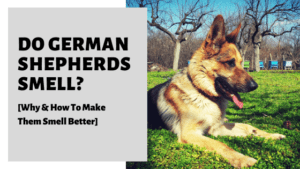 Do German Shepherds Smell? [Why & How To Make Them Smell Better]
