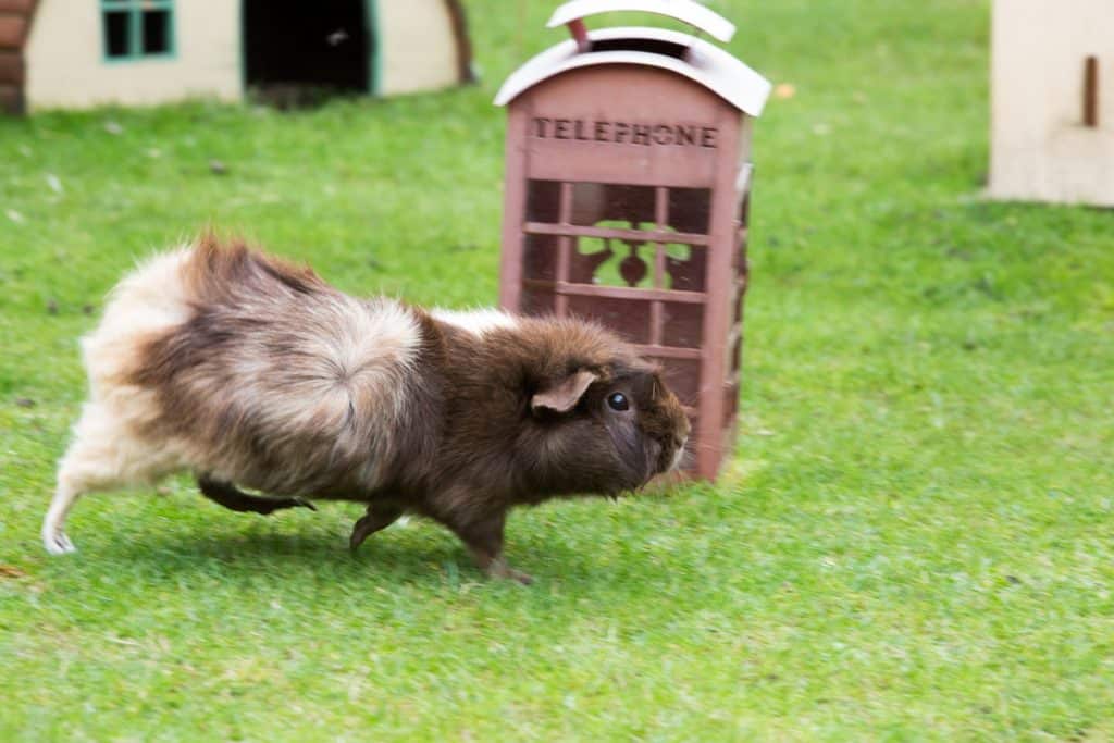 How To Exercise A Guinea Pig [Best 3 Ways To Keep Them Healthy]