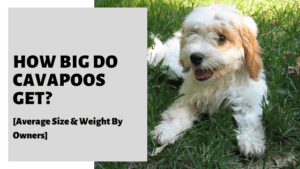 How Big Do Cavapoos Get? [Average Size & Weight By Owners]
