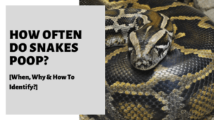 How Often Do Snakes Poop? [When, Why & How To Identify?]