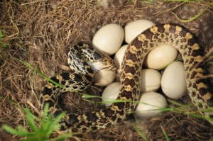 Can Snakes Eat Eggs? [The Answer Will Surprise You!]