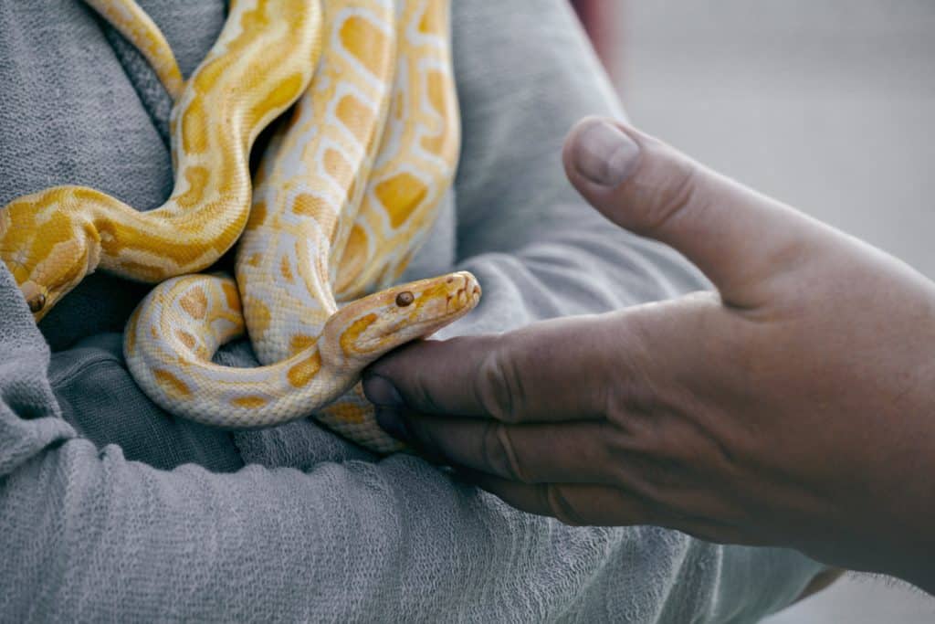 Do Snakes Have Feelings? [What About A Snakes Emotions]