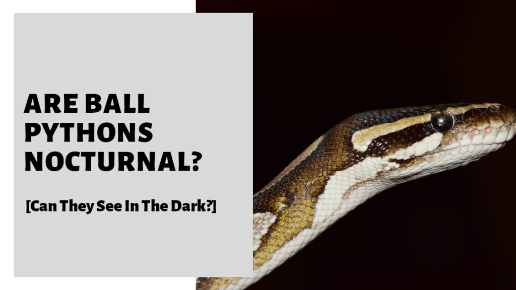 Are Ball Pythons Nocturnal? [Can They See In The Dark?]