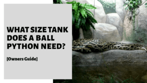 What Size Tank Does A Ball Python Need? [Owners Guide]