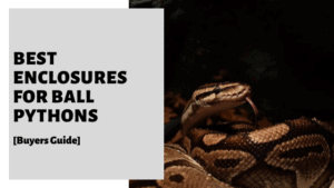 Best Enclosures For Ball Pythons [Top Options & Buyers Guide]