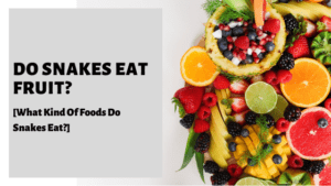Do Snakes Eat Fruit? [What Kind Of Foods Do Snakes Eat?]
