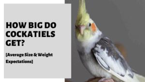 How Big Do Cockatiels Get? [Average Size & Weight Expectations]