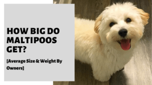 How Big Do Maltipoos Get? [Average Size & Weight By Owners]