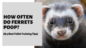 How Often Do Ferrets Poop? [& 5 Best Toilet Training Tips]