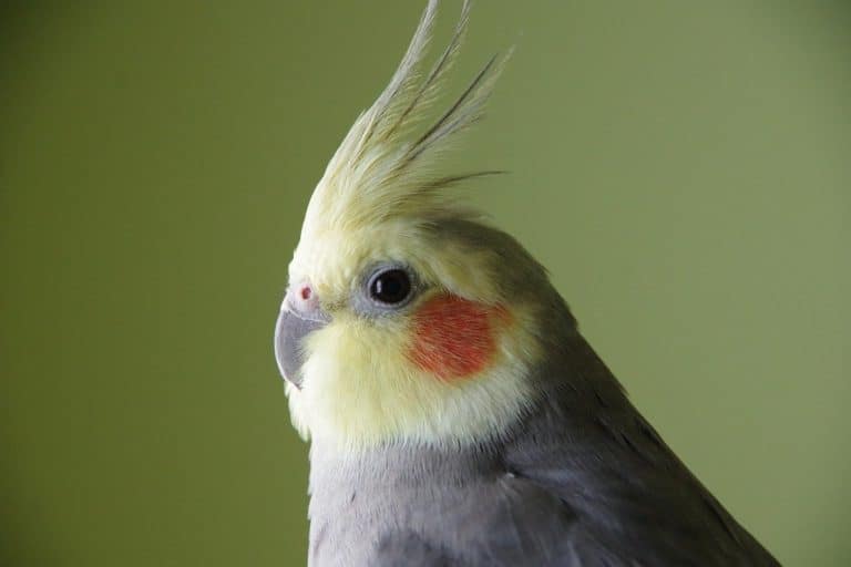 How Often Do Cockatiels Poop? [What To Expect On Average]