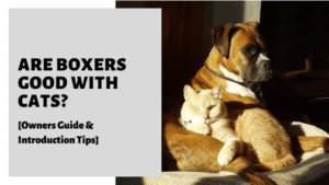 Are Boxers Good With Cats? [Owners Guide & Introduction Tips]