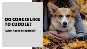 Do Corgis Like To Cuddle? [What About Being Held?]
