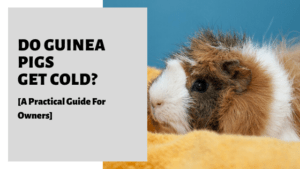 Do Guinea Pigs Get Cold? [A Practical Guide For Owners]