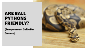 Are Ball Pythons Friendly? [Temperament Guide For Owners]