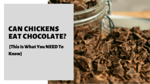 Can Chickens Eat Chocolate? [This Is What You NEED To Know]