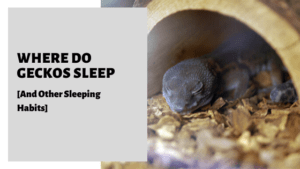 Where Do Geckos Sleep? [And Other Sleeping Habits]
