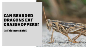 Can Bearded Dragons Eat Grasshoppers? [Is This Insect Safe?]