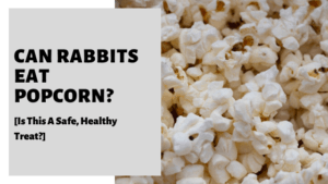 Can Rabbits Eat Popcorn? [Is This A Safe, Healthy Treat?]