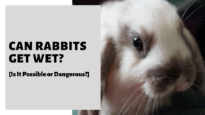 Can Rabbits Get Wet? [Is It Possible or Dangerous?]