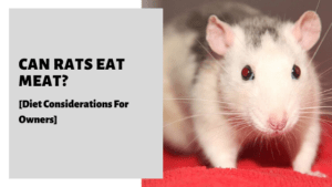 Can Rats Eat Meat? [Diet Considerations For Rat Owners]