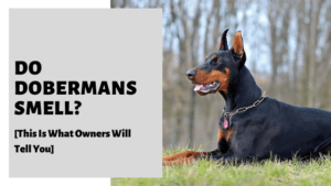 Do Dobermans Smell? [This Is What Owners Will Tell You]