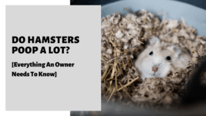 Do Hamsters Poop A Lot? [Everything An Owner Needs To Know]