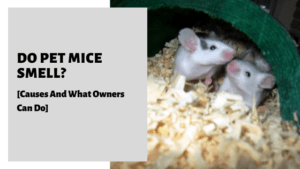 Do Pet Mice Smell? [Causes And What Owners Can Do]