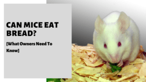 Can Mice Eat Bread? [Is It Safe And Should We Feed It?]