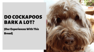 Do Cockapoos Bark A Lot? [Our Experiences With This Breed]