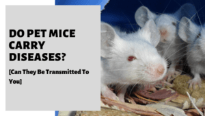 Do Pet Mice Carry Diseases? [Can They Be Transmitted To You]