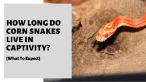 How Long Do Corn Snakes Live In Captivity? [What To Expect]