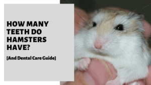 How Many Teeth Do Hamsters Have? [And Dental Care Guide]