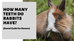 How Many Teeth Do Rabbits Have? [Dental Guide For Owners]