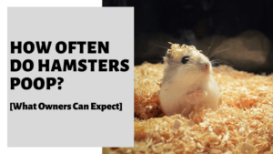 How Often Do Hamsters Poop? [What Owners Can Expect]
