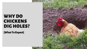 Why Do Chickens Dig Holes? [What Can You Do About It?]