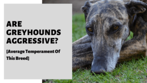 Are Greyhounds Aggressive? [Average Temperament Of This Breed]