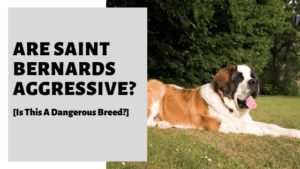 Are Saint Bernards Aggressive? [Is This A Dangerous Breed?]