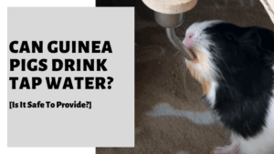 Can Guinea Pigs Drink Tap Water? [Is It Safe To Provide?]